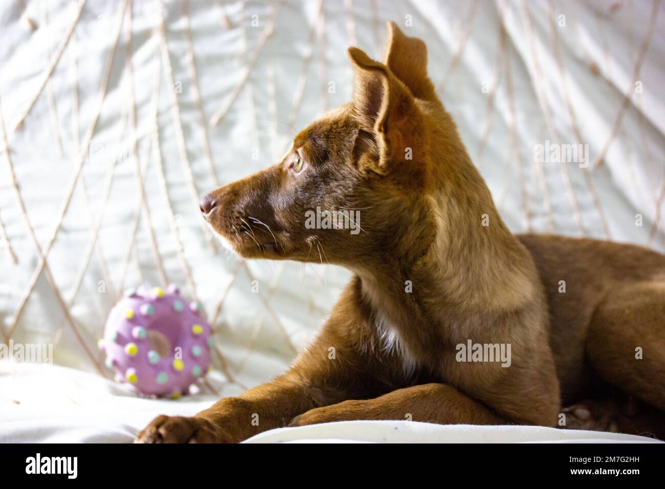 Podenco ibicenco, ibisanischer Windhund-Jagdhund. Porträt eines ...
