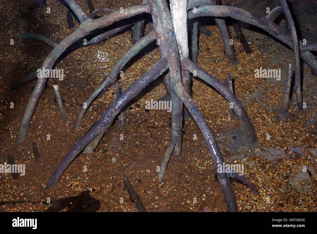 Mangrove rhizophora sp -Fotos und -Bildmaterial in hoher Auflösung – Alamy