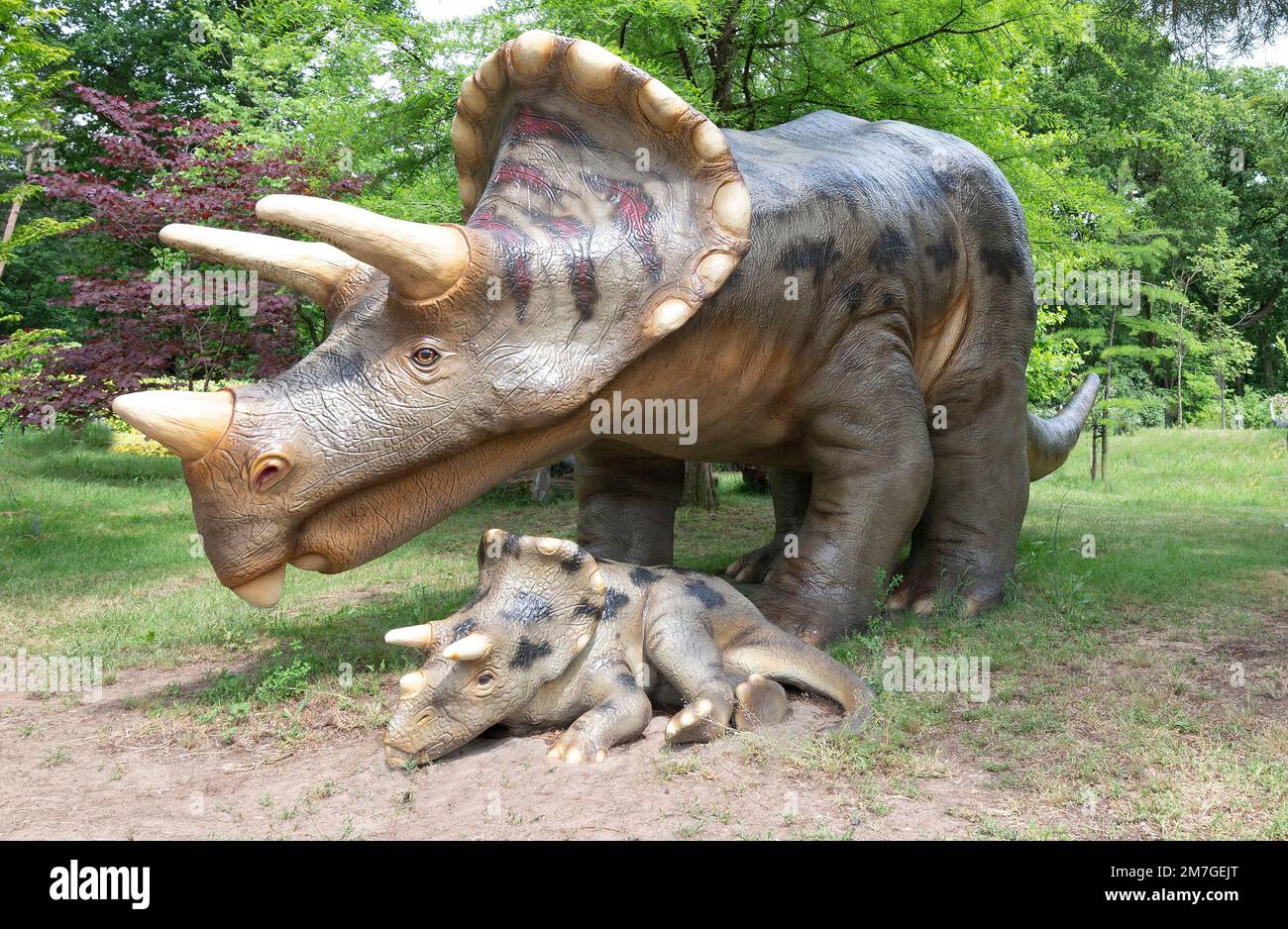 Modelo de un triceratops -Fotos und -Bildmaterial in hoher Auflösung ...