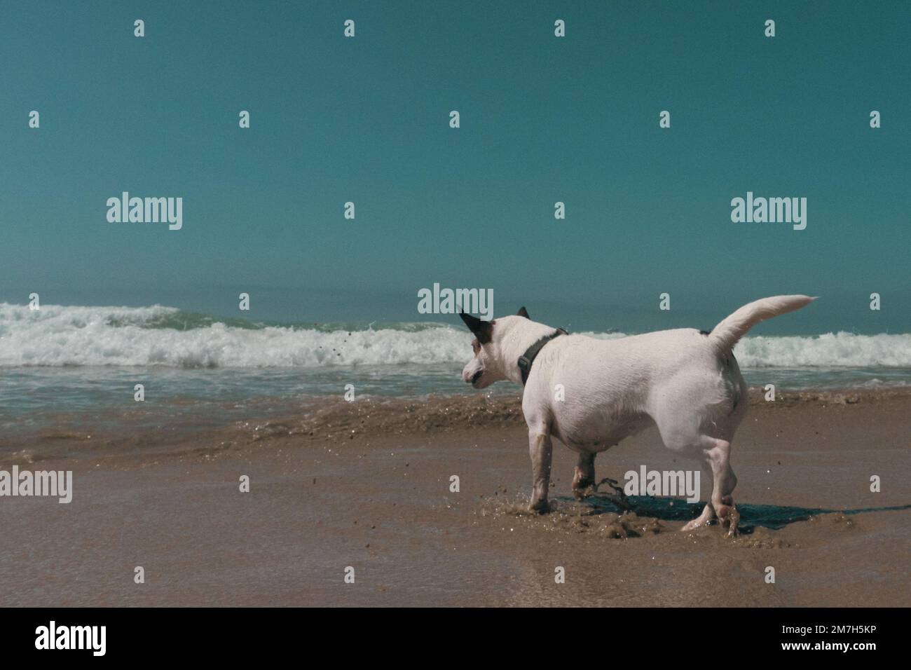 Blick aus dem niedrigen Winkel auf einen kleinen weißen Jack Russell ...