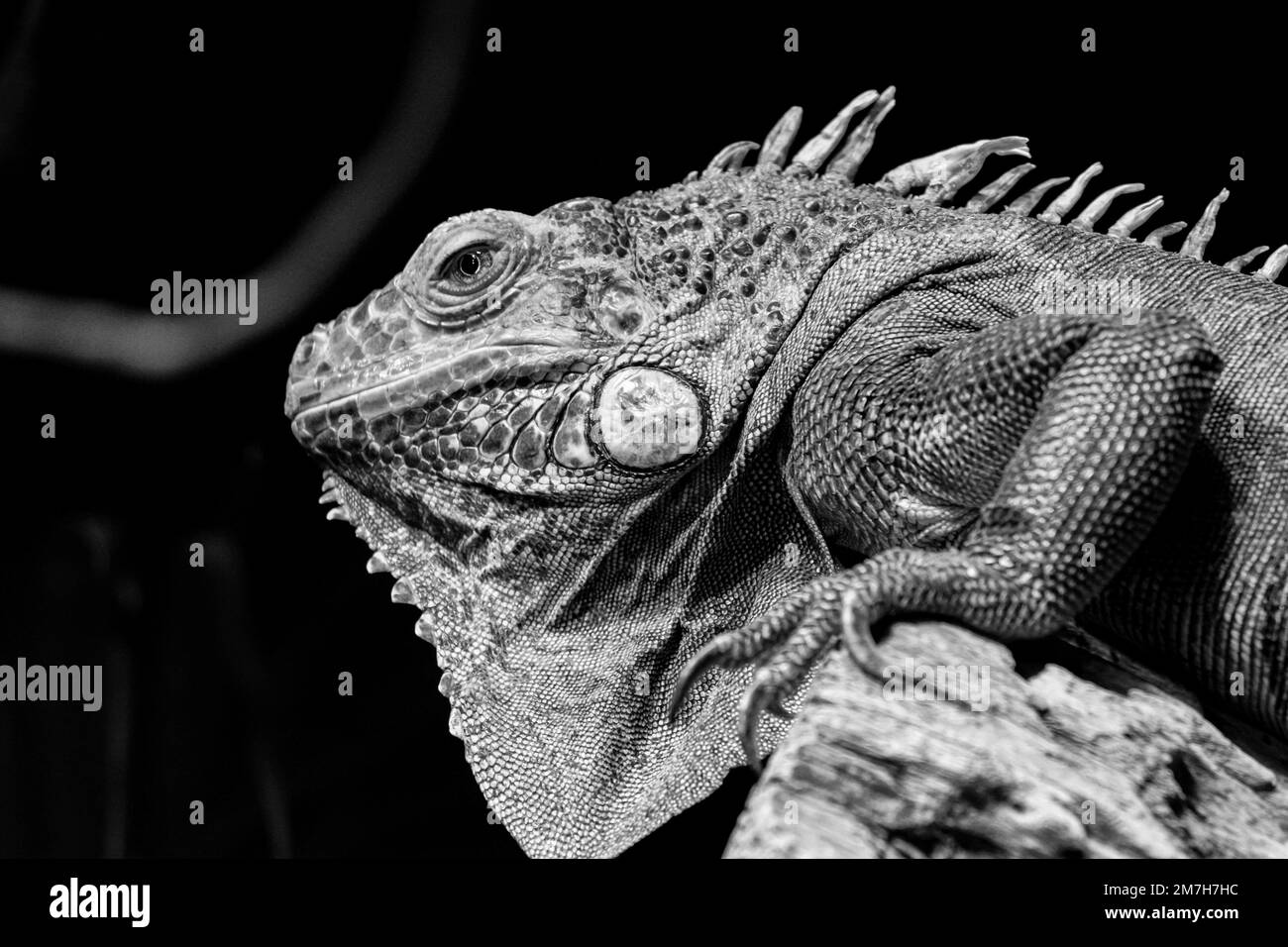 Schwarzer leguan Schwarzweiß-Stockfotos und -bilder - Alamy