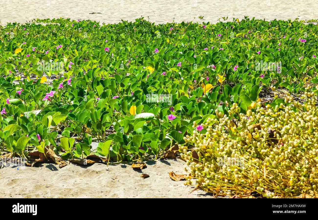 Wunderschöne rosafarbene violette Morgengloria oder Ziegenfuß Ipomoea ...