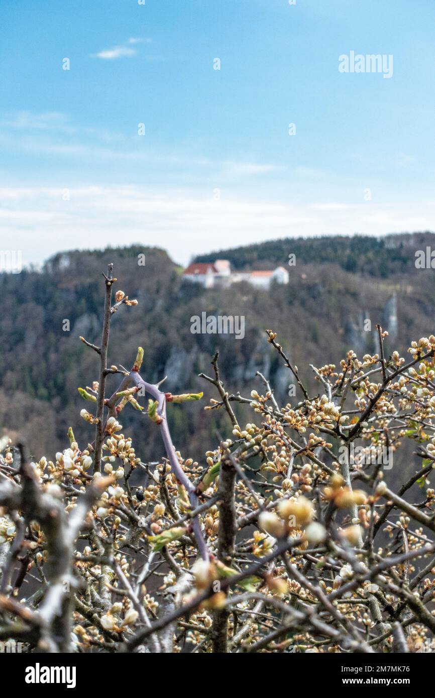 Burg burg wildstein -Fotos und -Bildmaterial in hoher Auflösung – Alamy