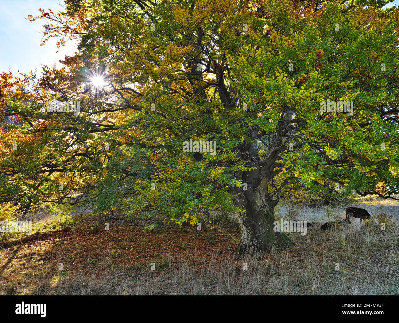 Europa, Deutschland, Hessen, Osthessen, UNESCO-Biosphärenreservat Rhön ...