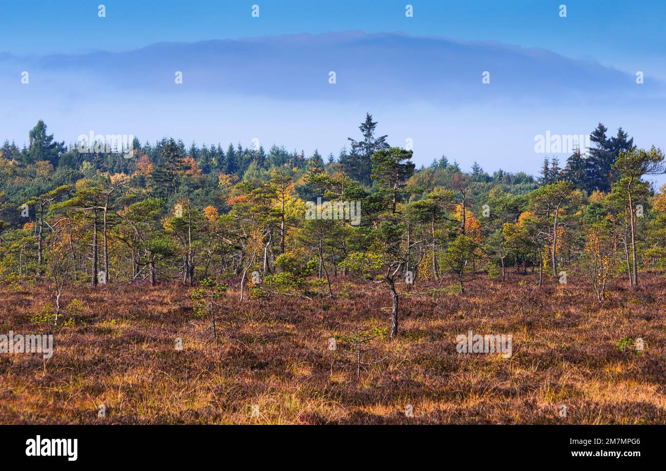 Wichtiges hochmoor -Fotos und -Bildmaterial in hoher Auflösung – Alamy