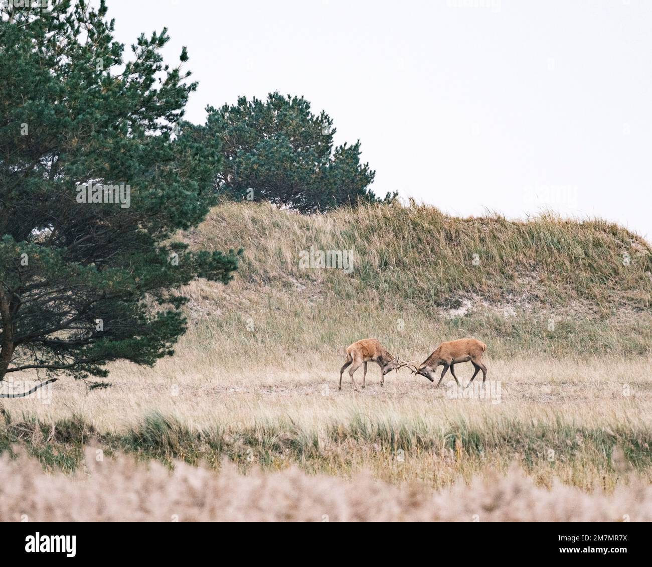 Kämpfende hirsche -Fotos und -Bildmaterial in hoher Auflösung – Alamy