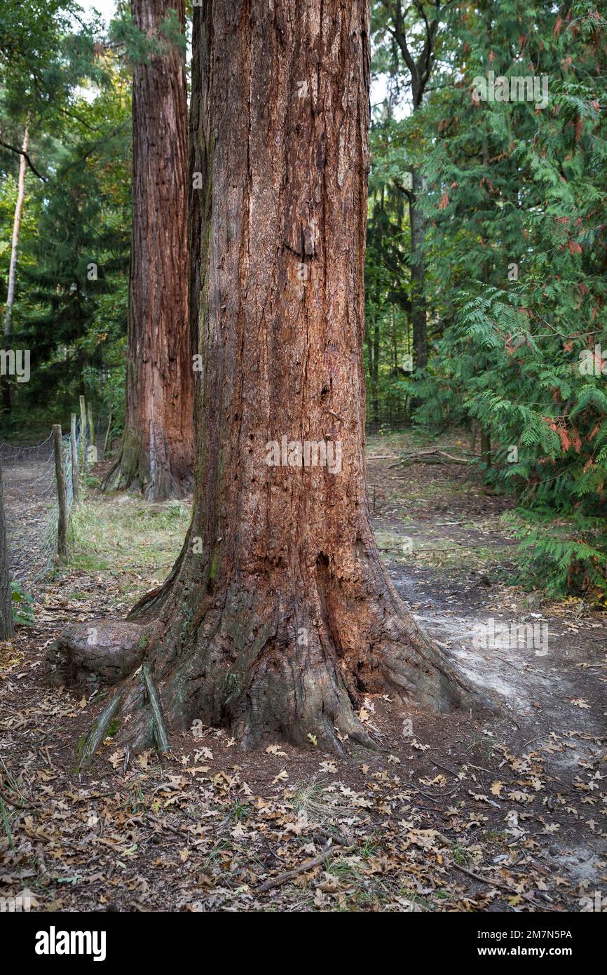 Wellingtonia gigantea -Fotos und -Bildmaterial in hoher Auflösung – Alamy