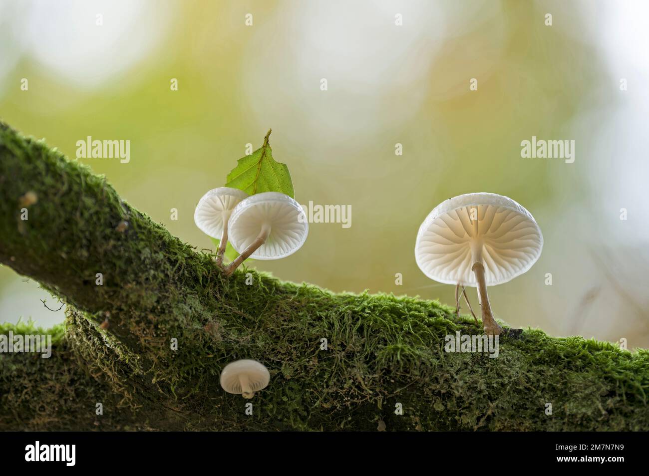 Schleim rhizome -Fotos und -Bildmaterial in hoher Auflösung – Alamy