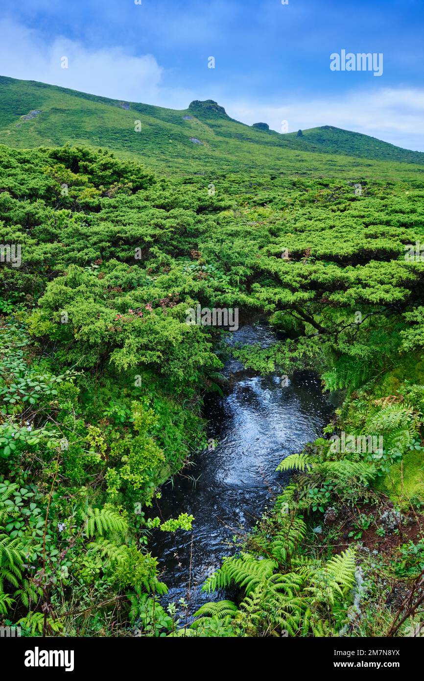 Wacholderbeere, Cedro-do-Mato (Juniperus brevifolia) und Azorenheather ...