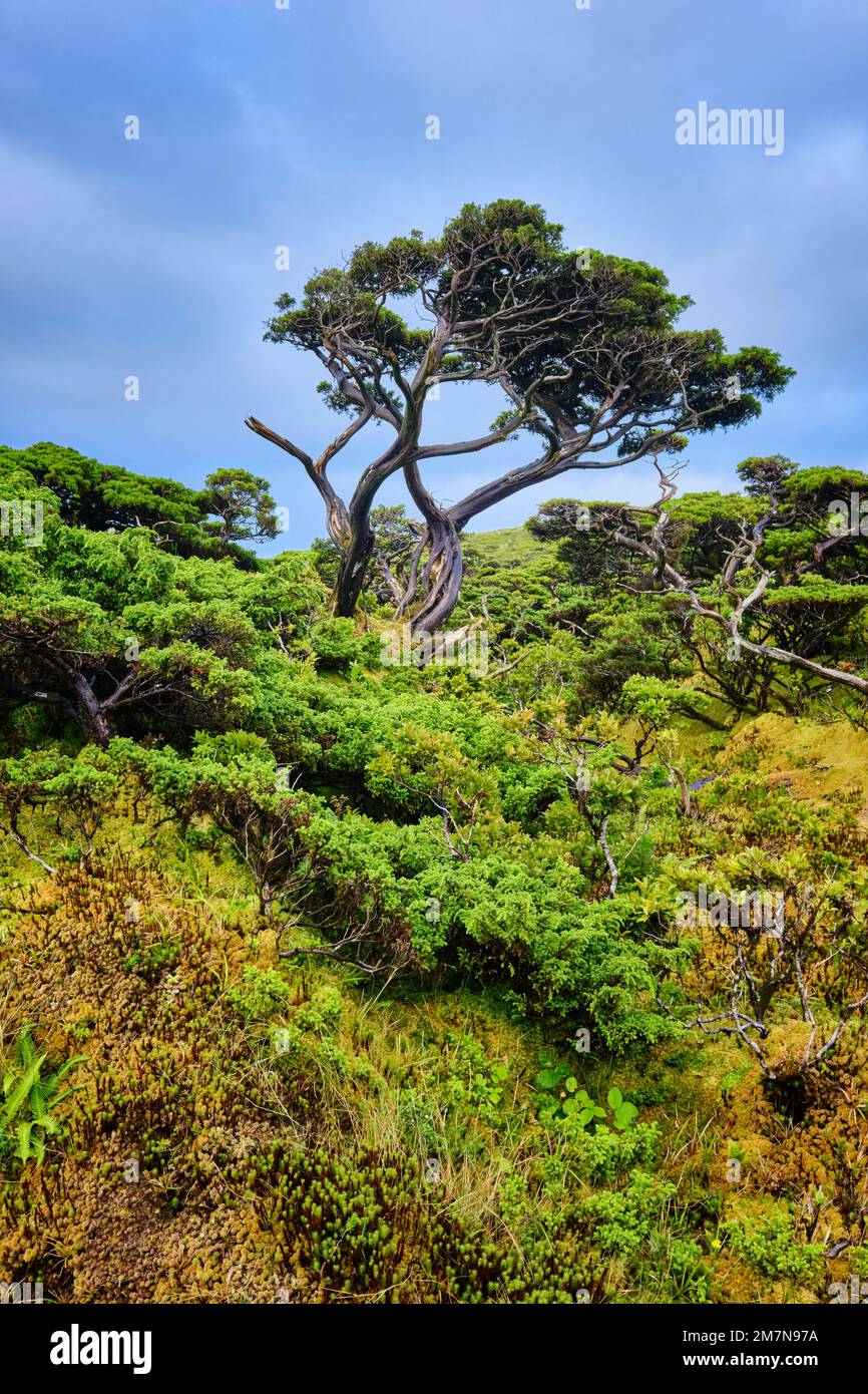 Wacholderbeere, Cedro-do-Mato (Juniperus brevifolia) und Azorenheather ...