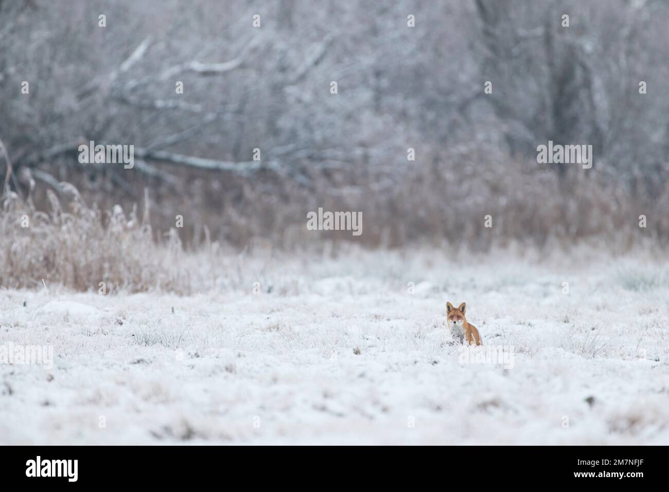 Fuchs sumpf -Fotos und -Bildmaterial in hoher Auflösung – Alamy