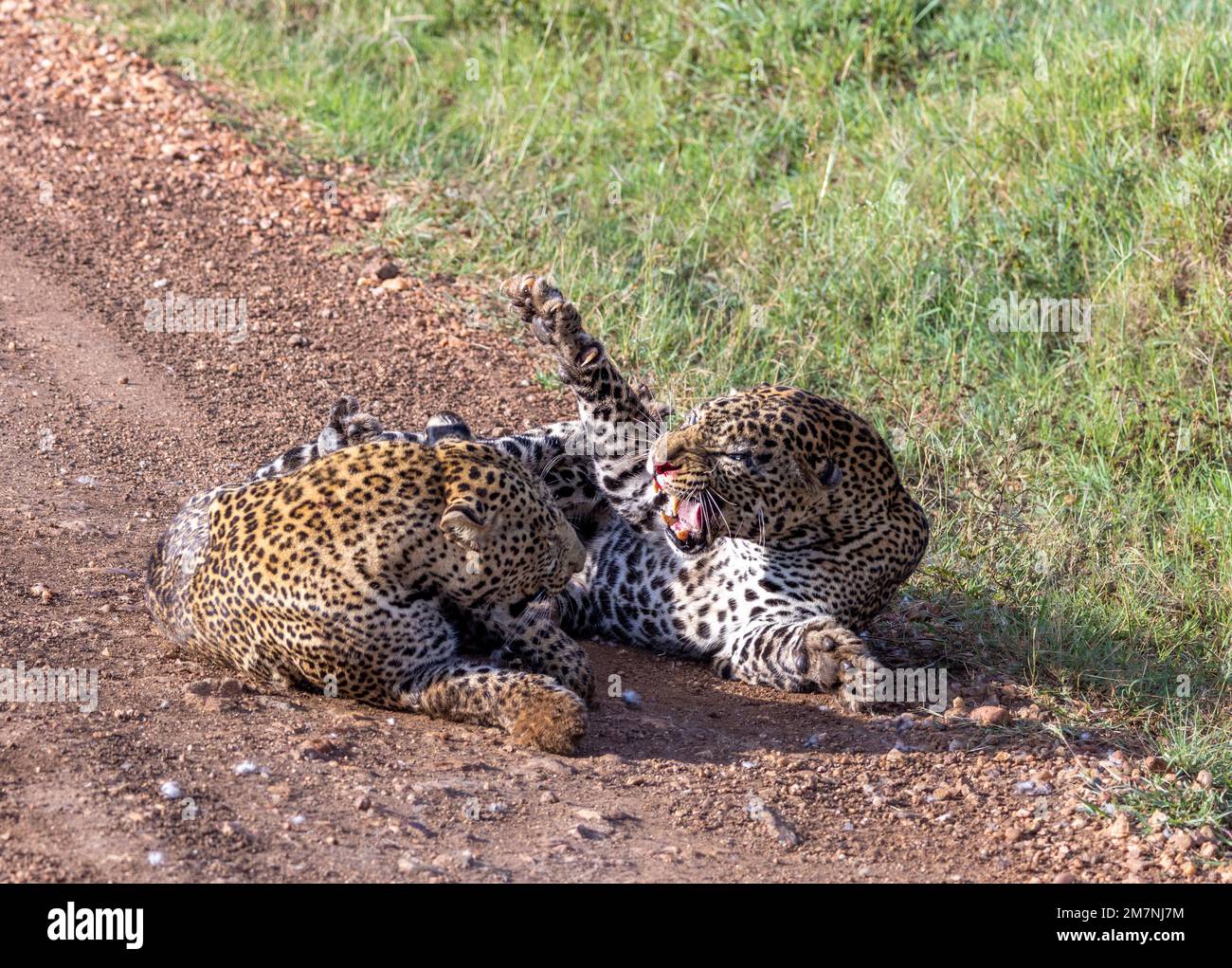 Leopards fighting -Fotos und -Bildmaterial in hoher Auflösung – Alamy