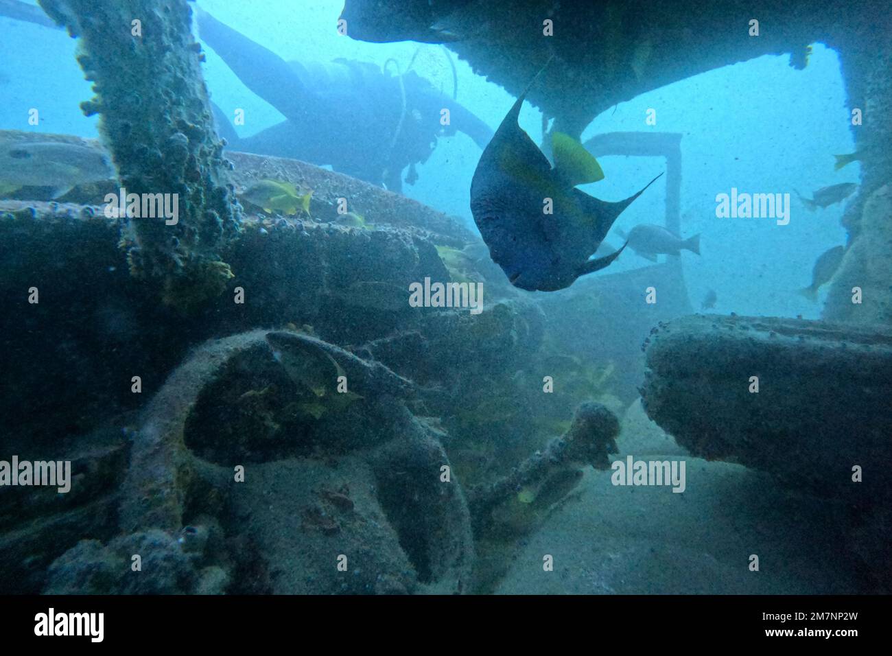A blue angel fish swims inside a sunken vehicle in the Mesaieed sea ...