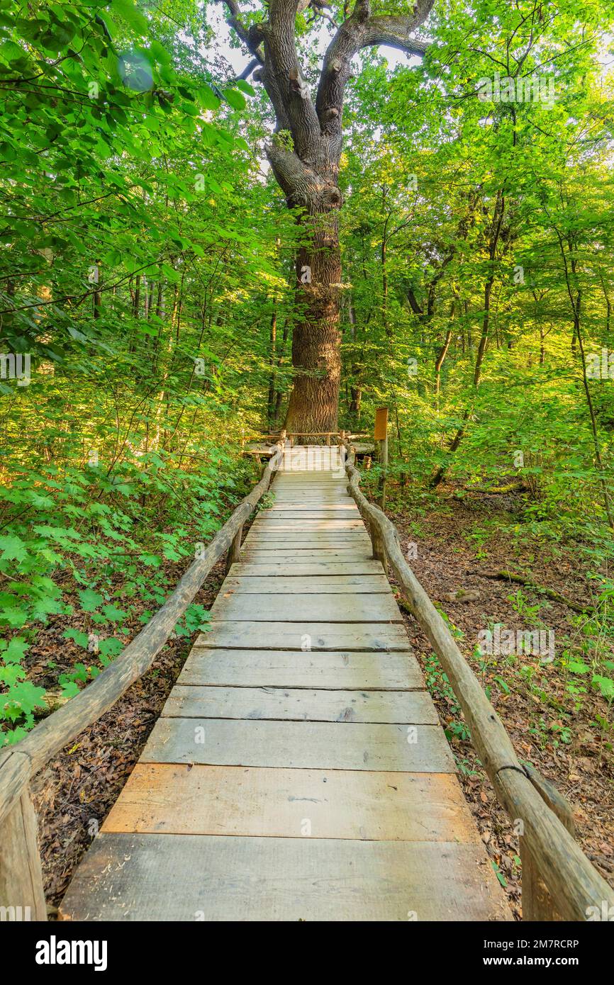 Buchenwald im Hainich-Nationalpark, UNESCO-Weltkulturerbe, Bad ...