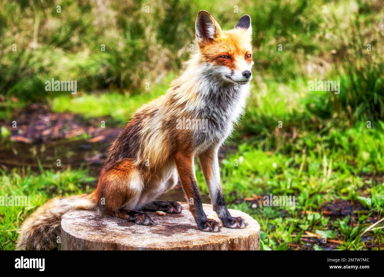 Fuchs rotfuchs tier im wald sitzen -Fotos und -Bildmaterial in hoher ...
