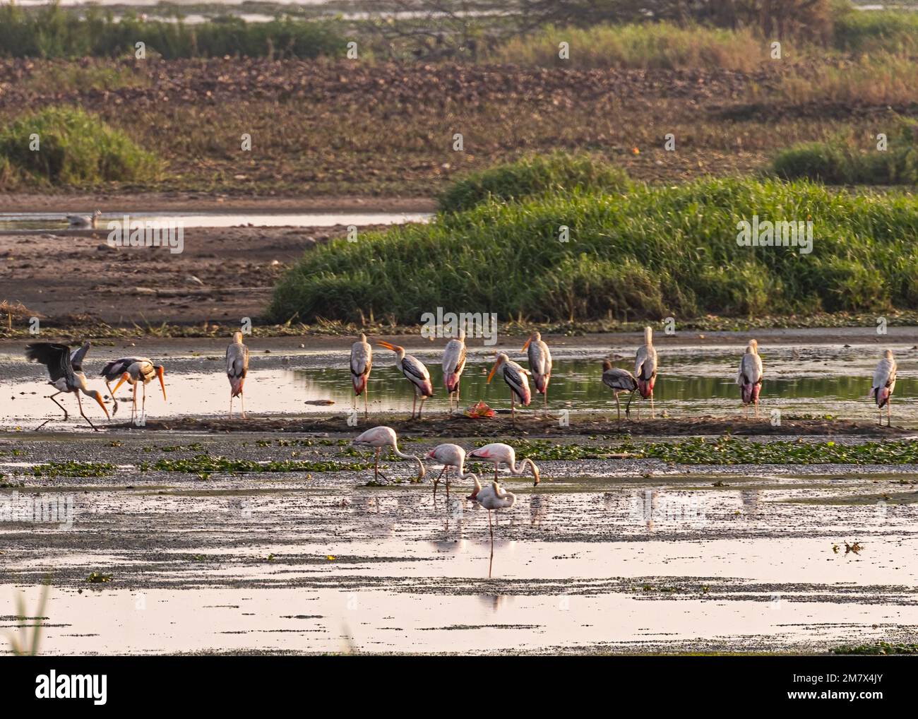 Gemalte flamingos -Fotos und -Bildmaterial in hoher Auflösung – Alamy