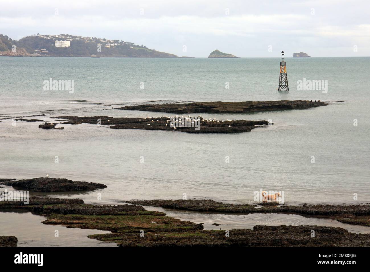 Der Hund schwimmt im Winter in Fairy Cove, Paignton, Devon. Kleine ...