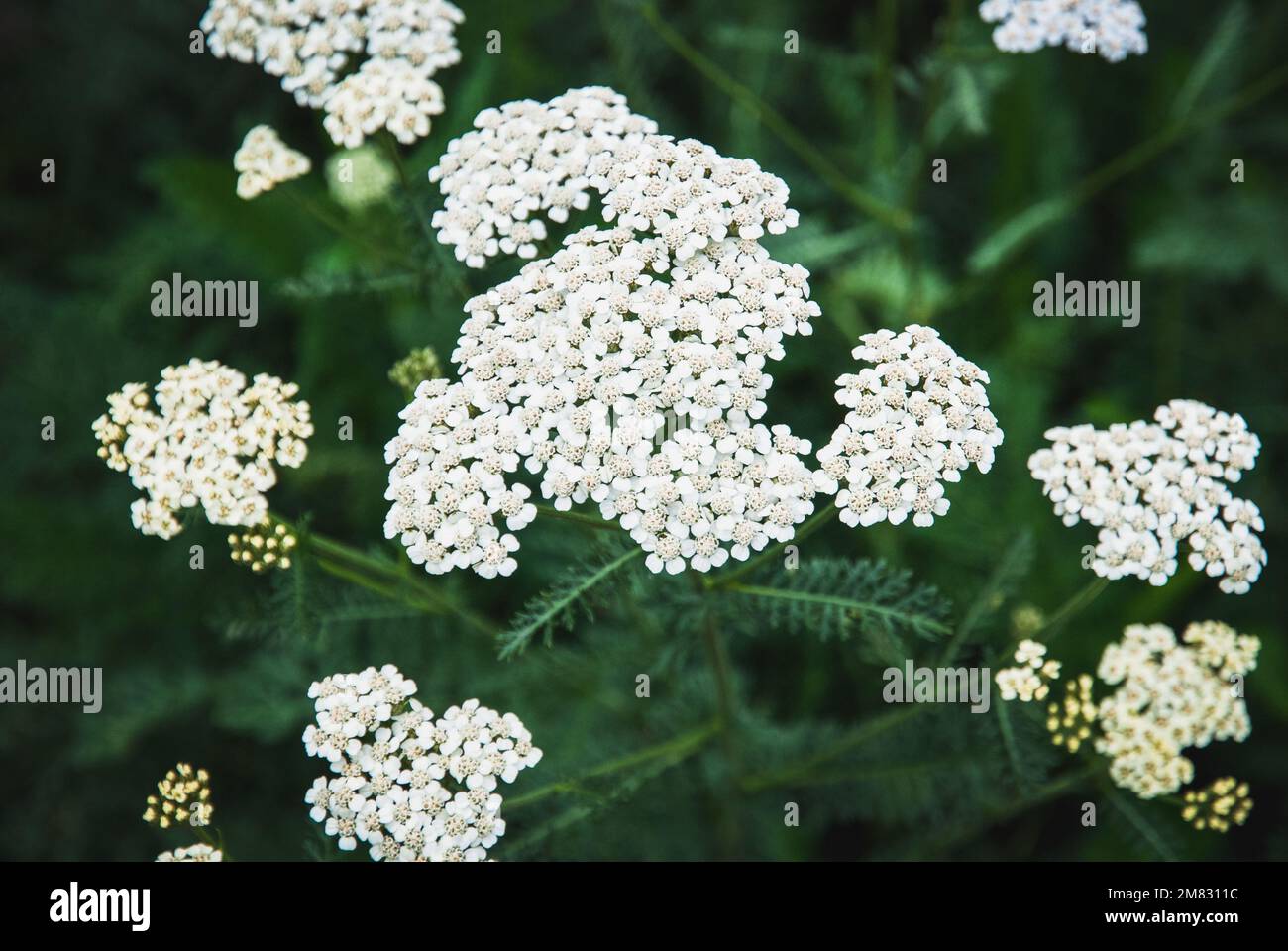 Rosa Schafgarbe blüht, Achillea Millefolium Pflanzen im Feld ...