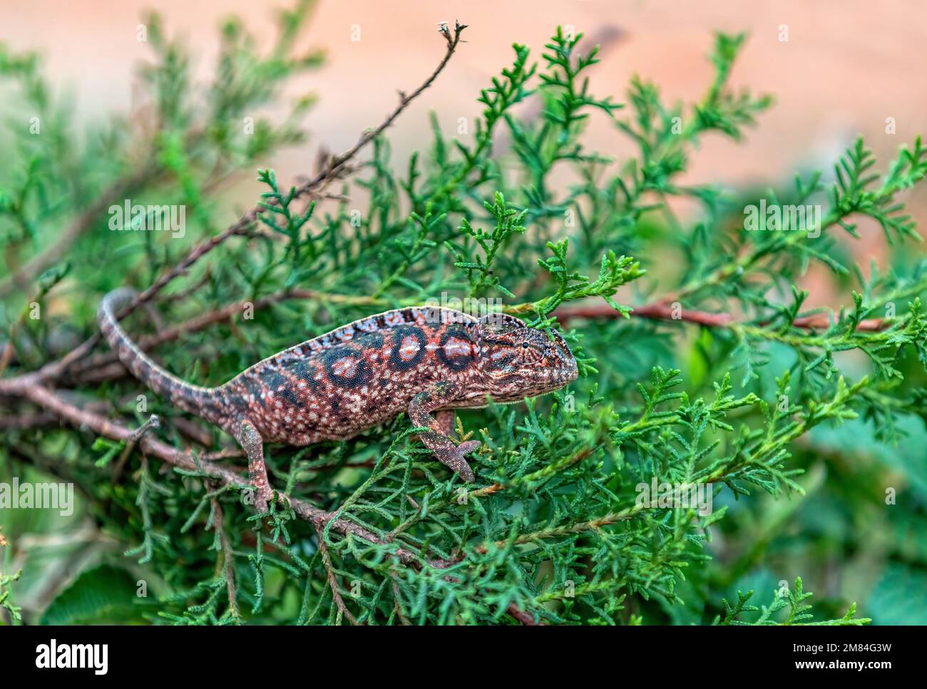 Das TeppichChamäleon (Furcifer lateralis), auch bekannt als das weiße ...