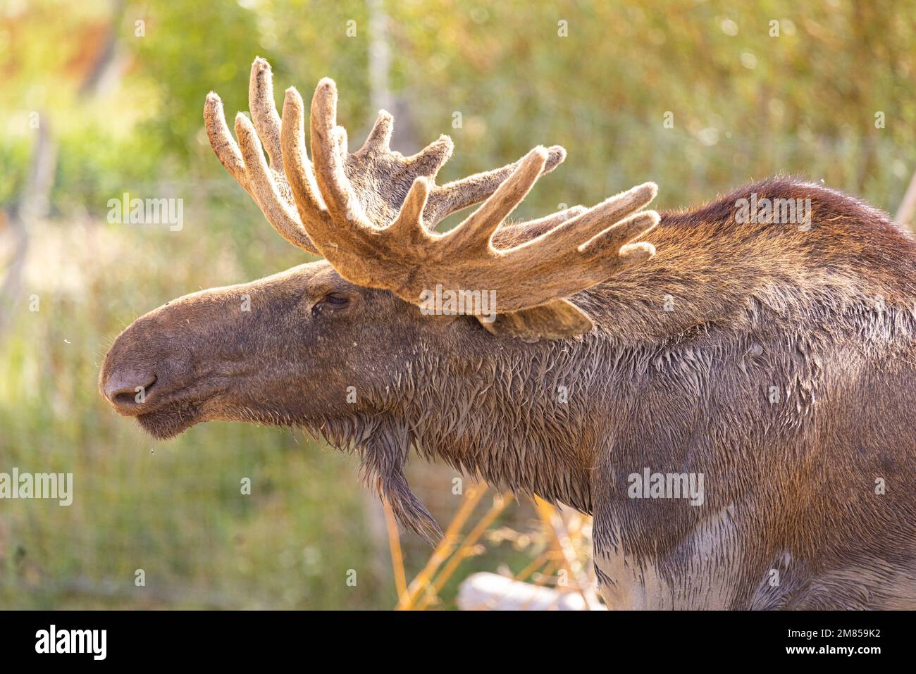 Kopfporträt von Elchstieren (Alces alces). Fotografiert im Parc ...