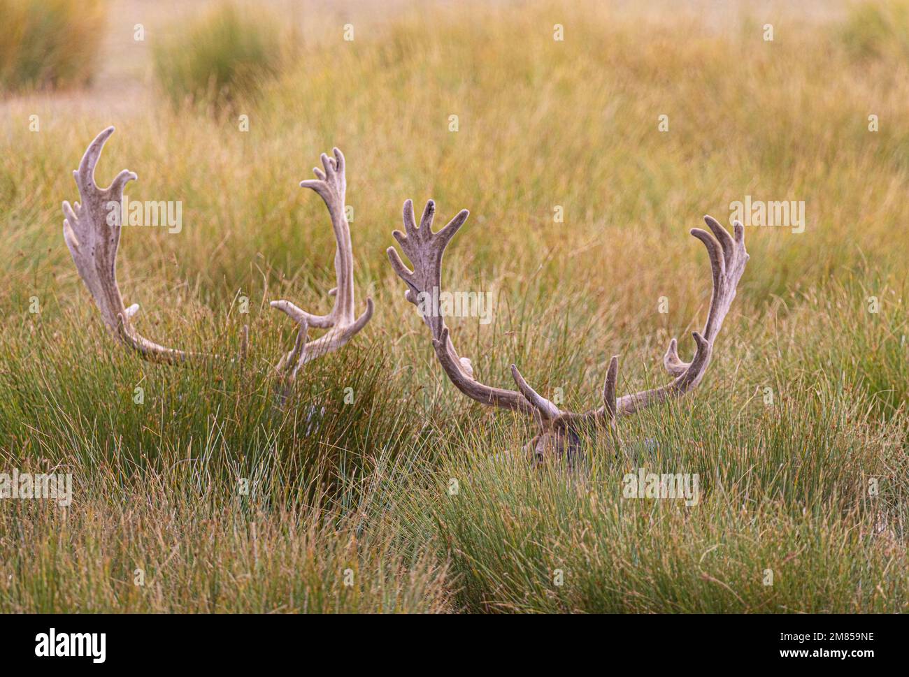 Das Rotwild (Cervus elaphus) ist eine der größten Hirscharten. Ein ...