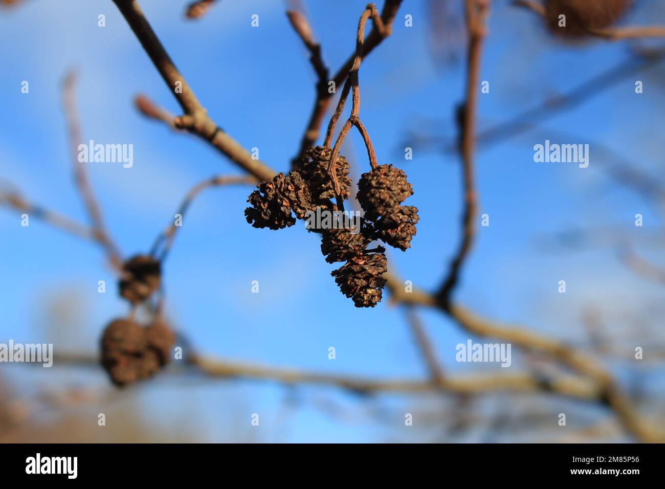 Ein Ast mit Zapfen, isoliert an einem Ast von Alnus glutinosa, der Erle ...