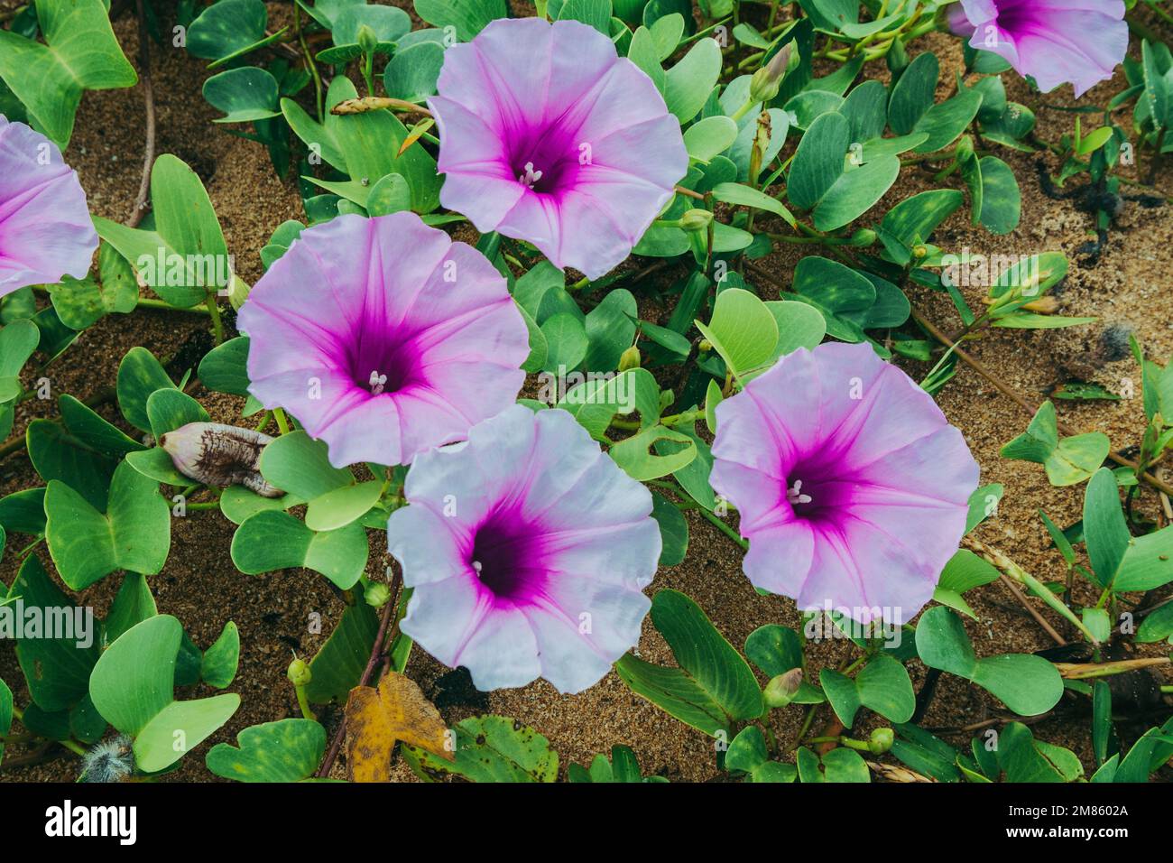 Lila blumen am strand -Fotos und -Bildmaterial in hoher Auflösung – Alamy