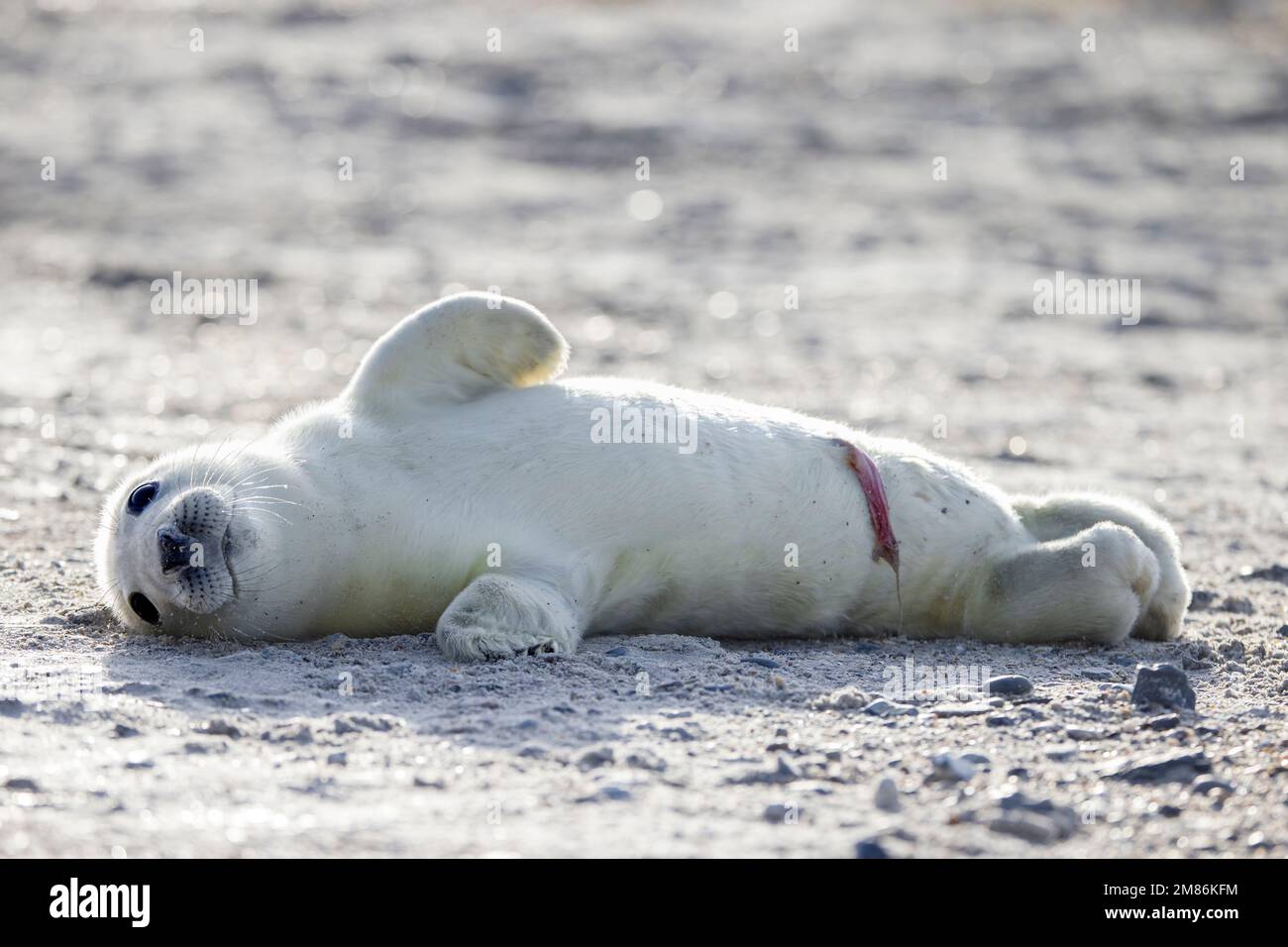 Graue Seehunde/graue Seehunde (Halichoerus grypus) neugeborener Welpe ...