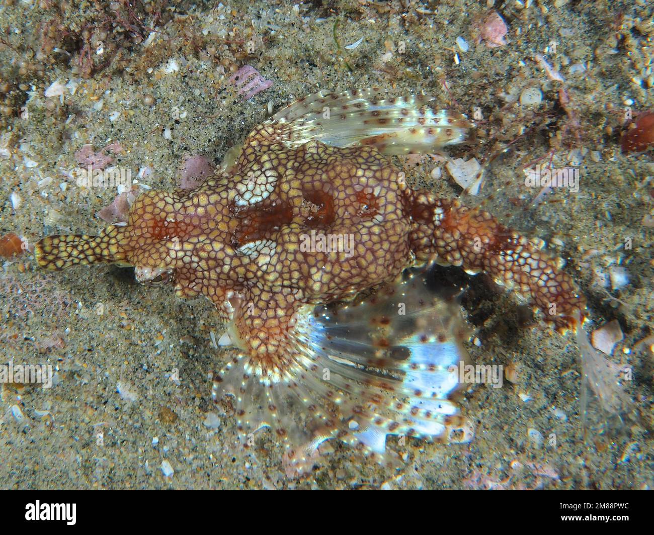 Der kleine drachenfisch (Eurypegasus draconis). Tauchplatz Sodwana Bay, Maputaland Marine ...