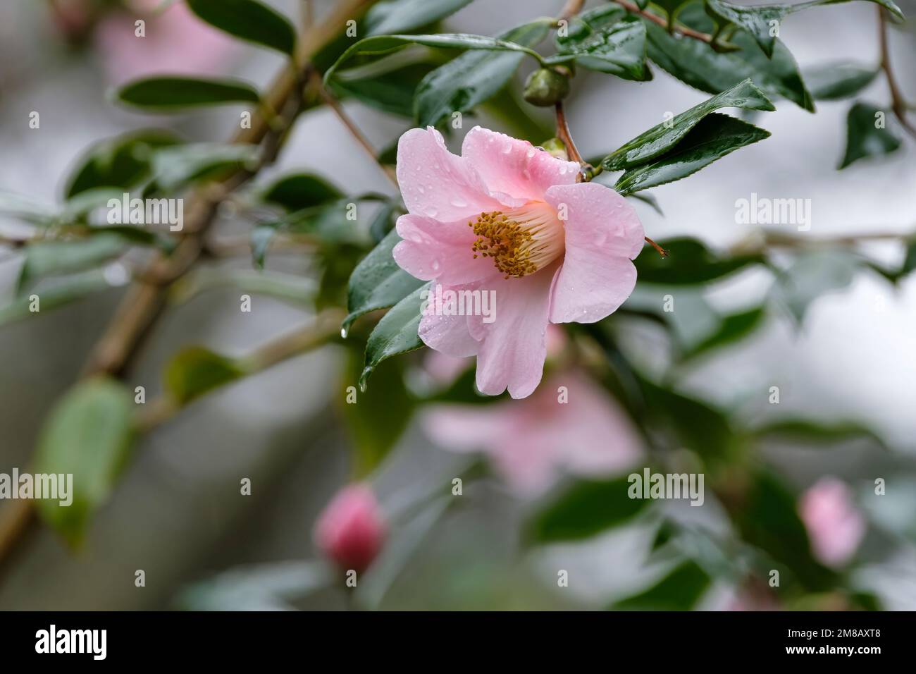 Es ist jc williams -Fotos und -Bildmaterial in hoher Auflösung – Alamy