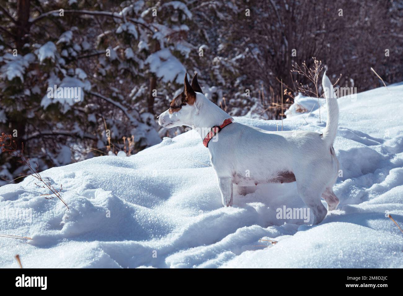 Blick aus dem niedrigen Winkel auf einen Jack Russell Terrier Hund, der ...