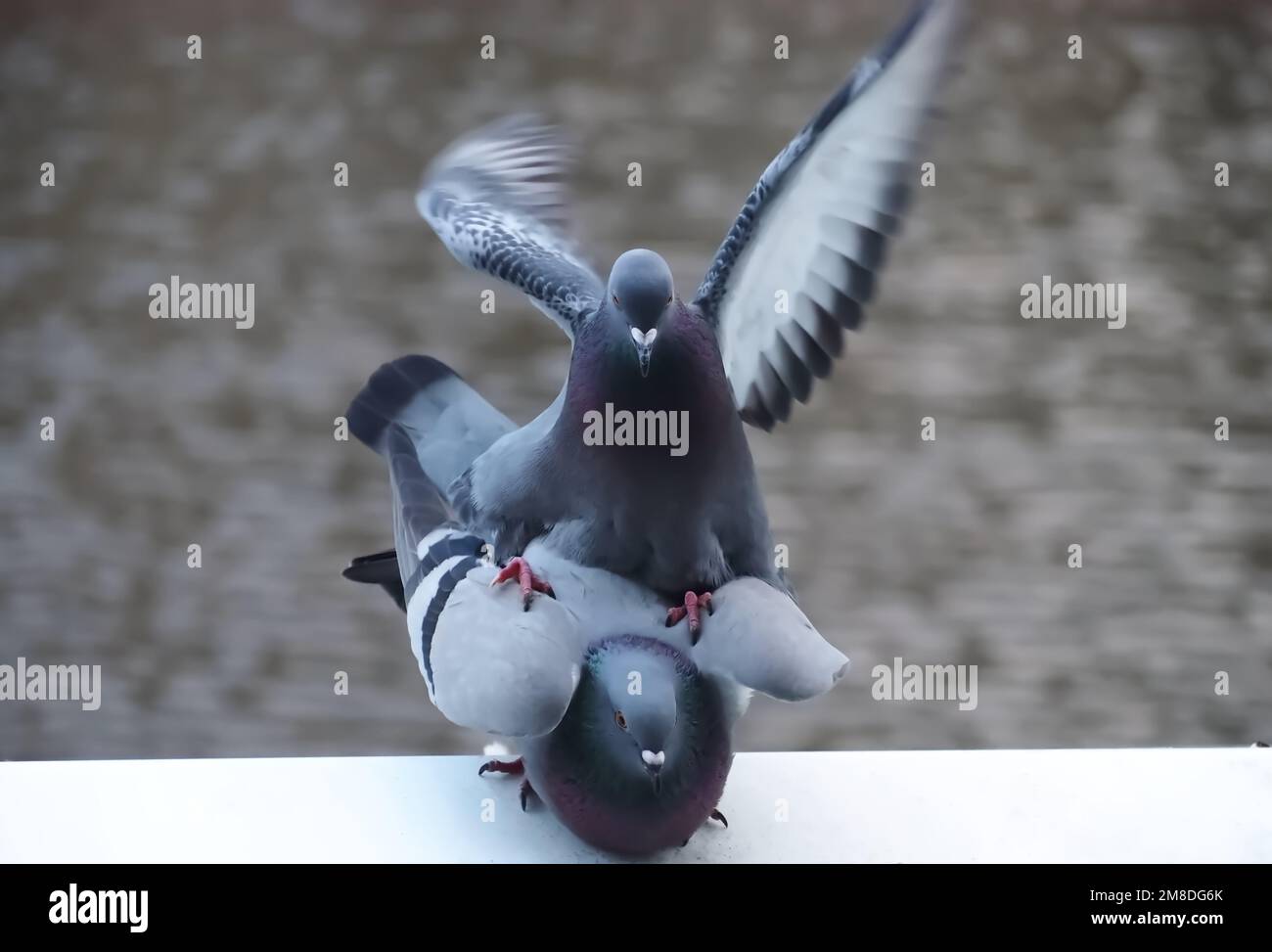 Paar stadttauben -Fotos und -Bildmaterial in hoher Auflösung – Alamy