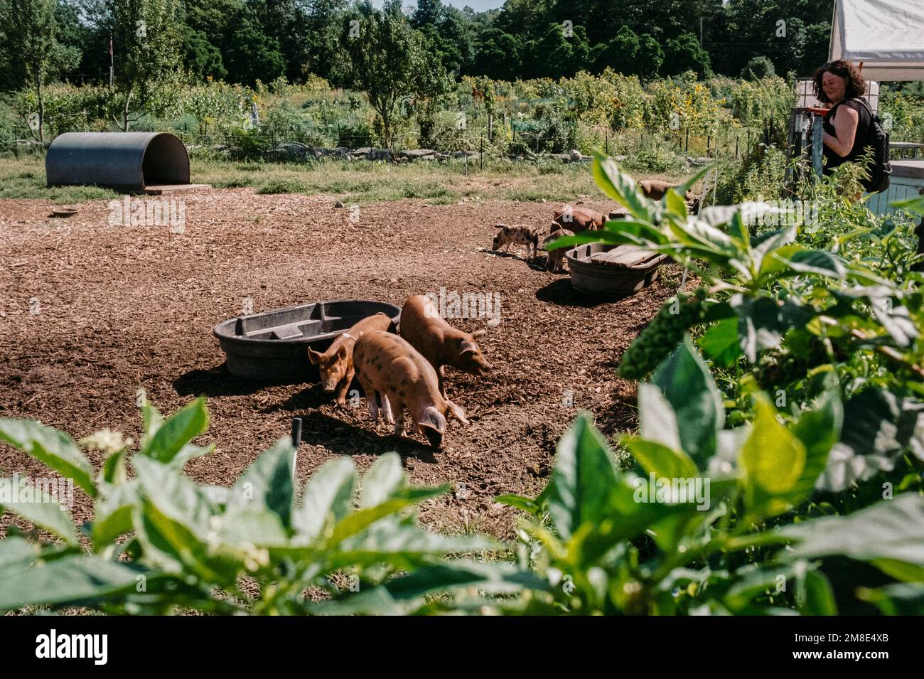 Auf den Codman Community Farms spielt ein Wurf von Schweinen in einem ...