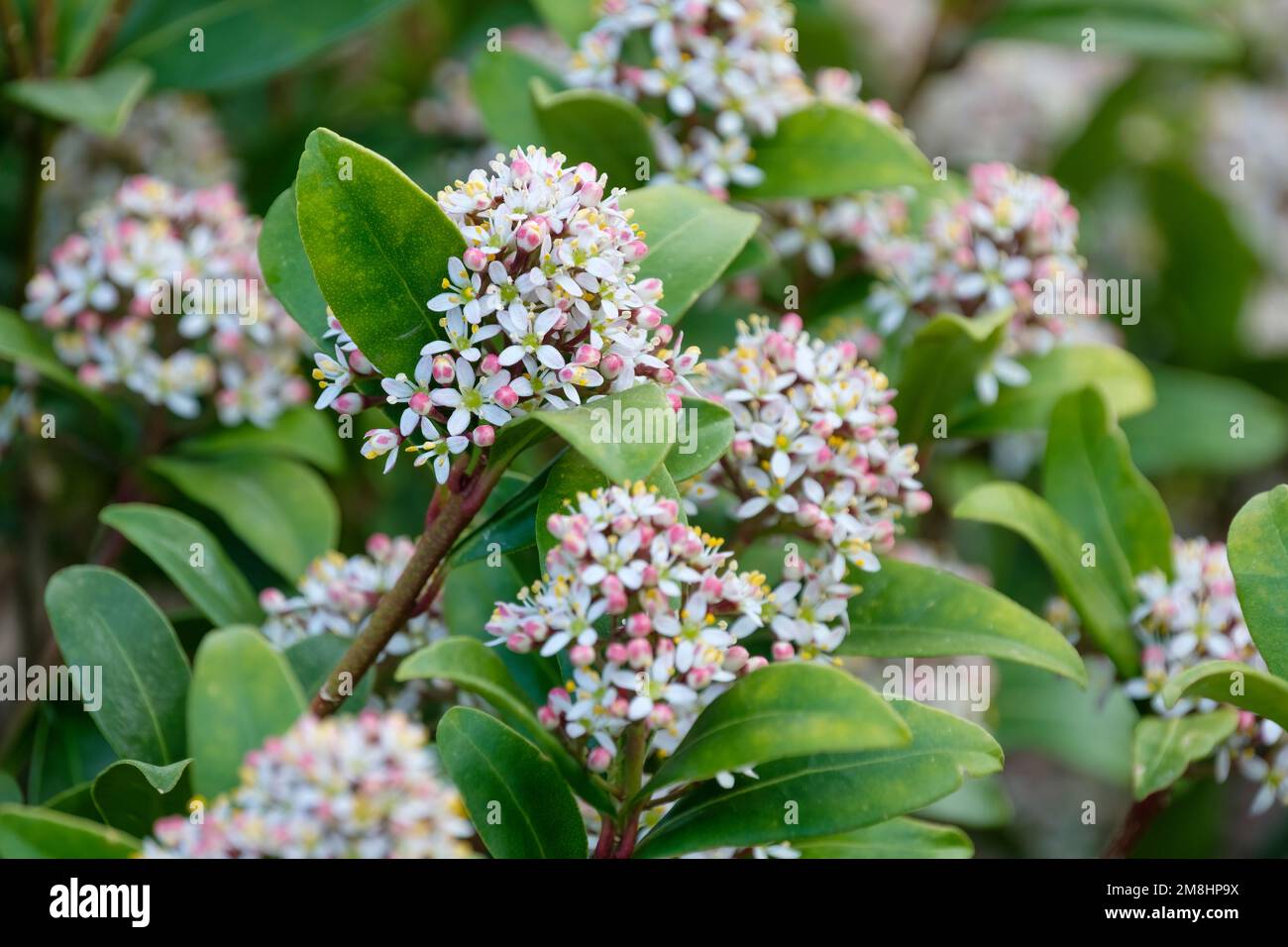 Skimmia japonica rote prinzessin -Fotos und -Bildmaterial in hoher Auflösung – Alamy