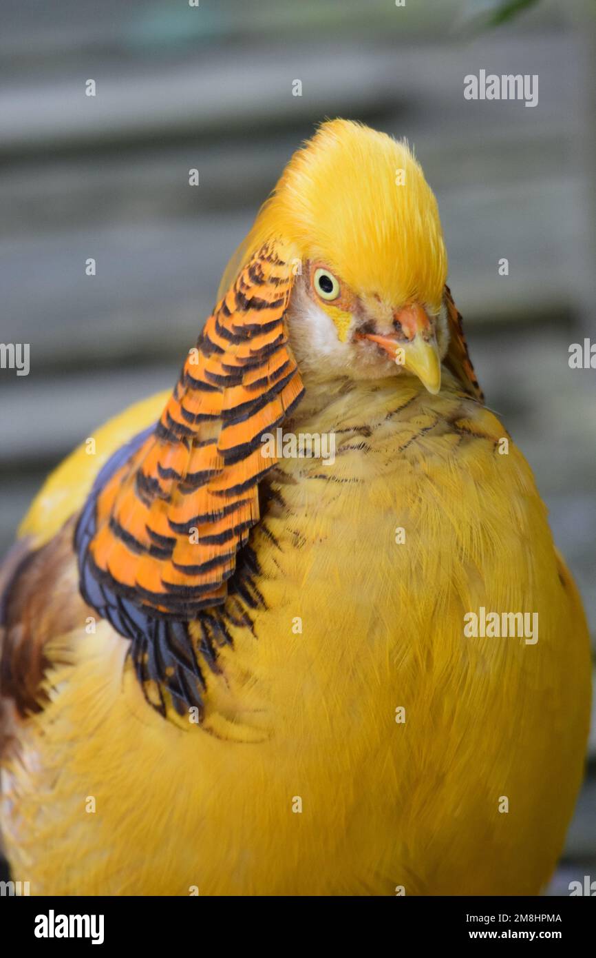 Wunderschöner Goldener Fasan aus China, Nahaufnahme von Gesicht und ...