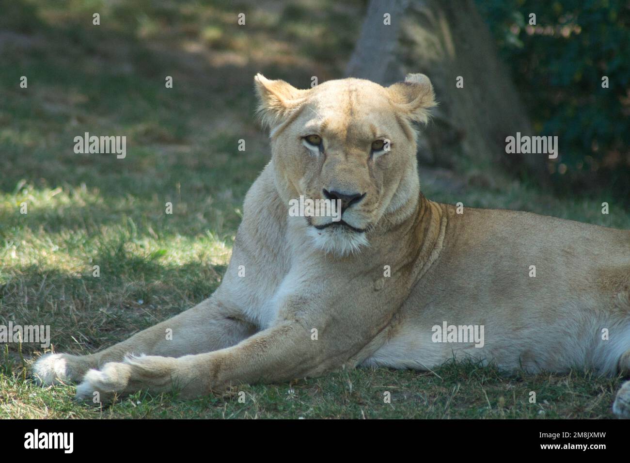 Heidelberg zoo -Fotos und -Bildmaterial in hoher Auflösung – Alamy