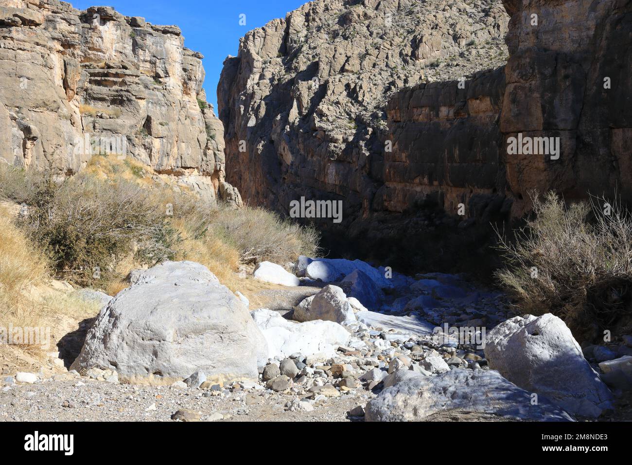 Texas hund -Fotos und -Bildmaterial in hoher Auflösung – Alamy