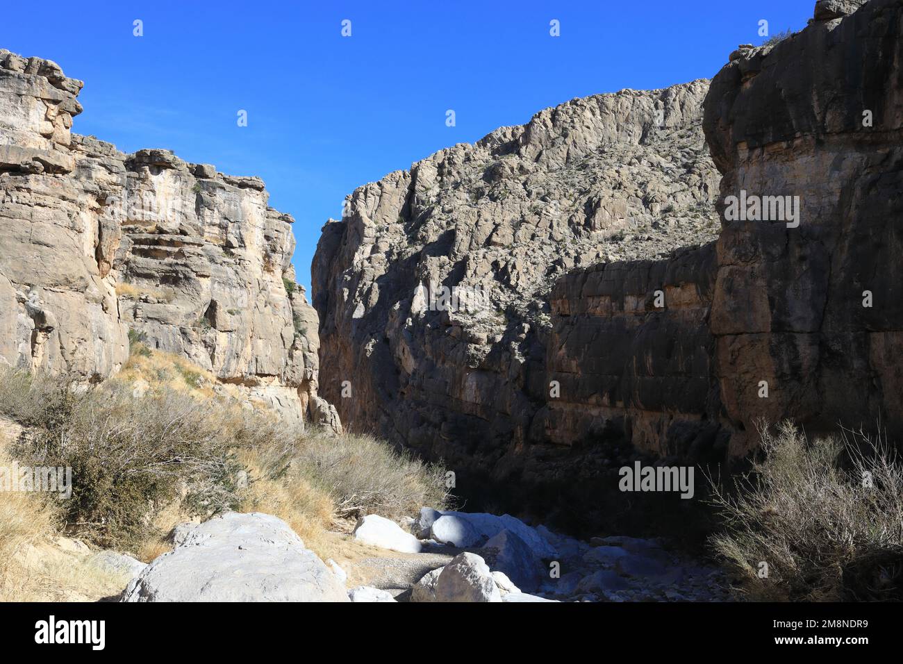 Texas hund -Fotos und -Bildmaterial in hoher Auflösung – Alamy