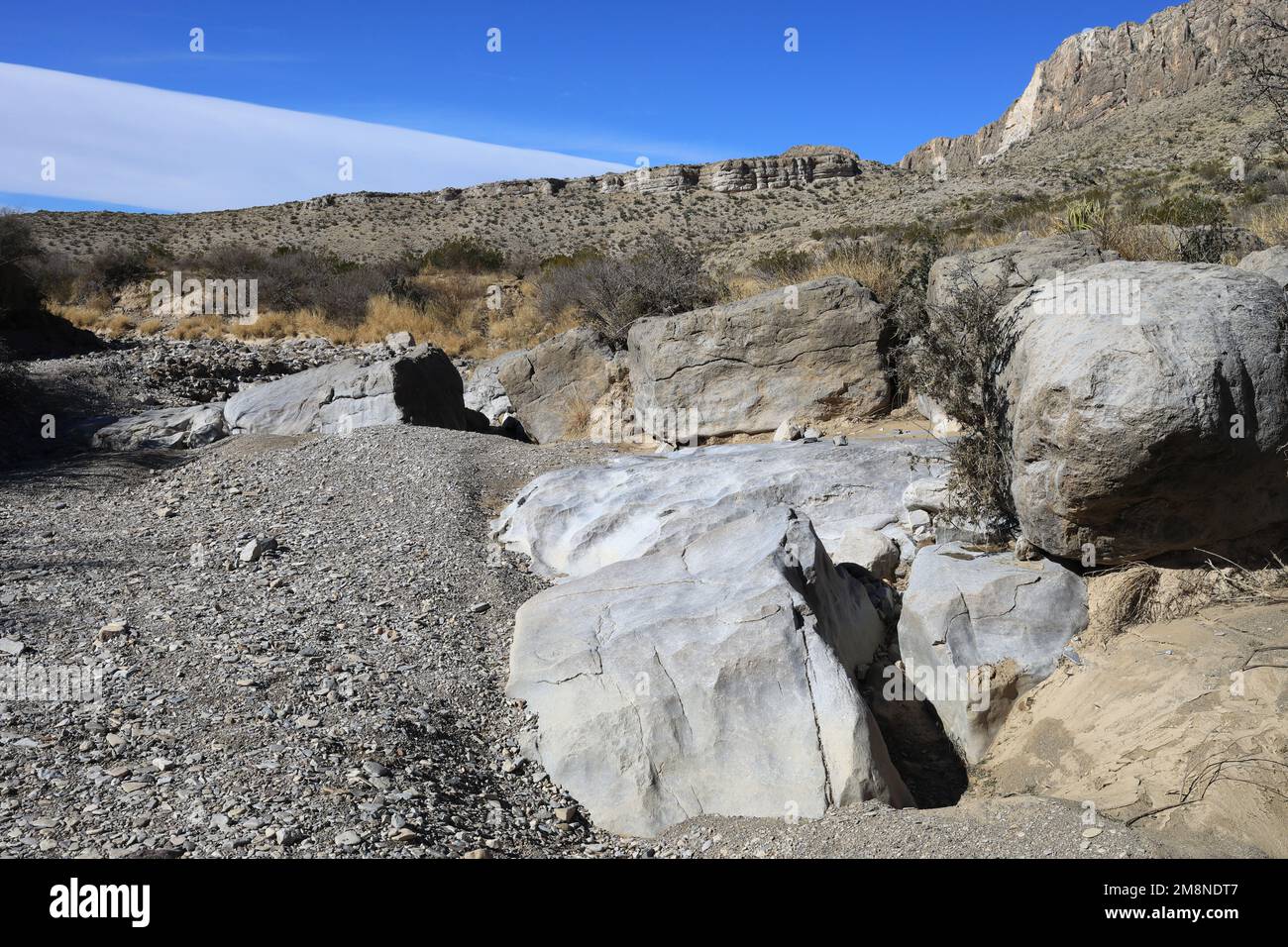 Texas hund -Fotos und -Bildmaterial in hoher Auflösung – Alamy