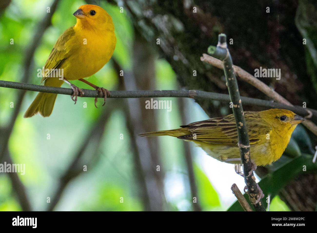 Atlantischer Kanarienvogel, ein kleiner brasilianischer Wildvogel.der ...