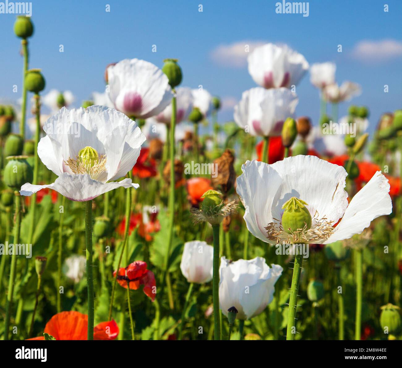 Weißes blühendes Opiummohn-Feld im lateinischen papaver somniferum ...