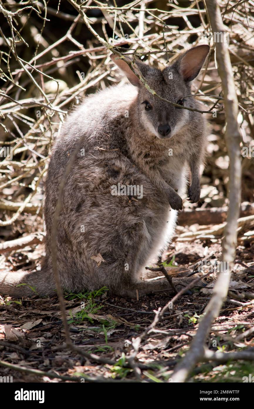 Das tammar Wallaby ist ein kleines Wallaby mit grauem Körper, weißer ...