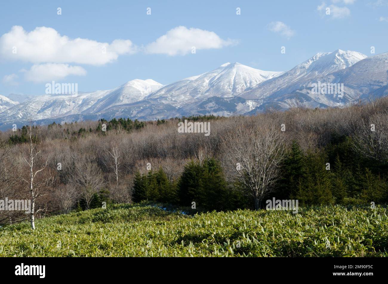 Gemischter Wald und Shiretoko Mountain Range. Shiretoko-Nationalpark ...