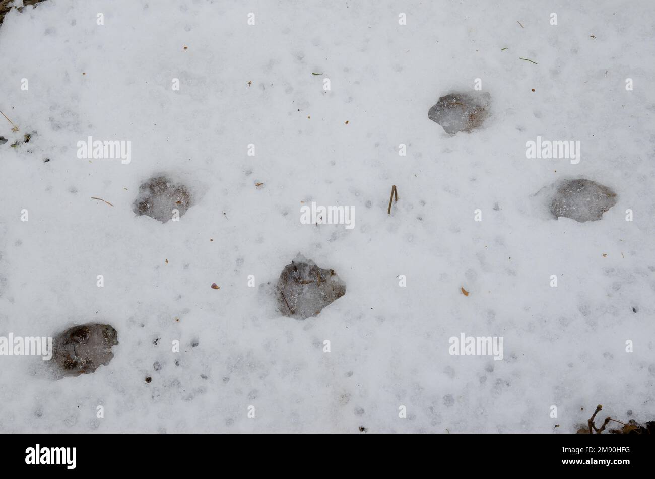 Ezo-Rotfuchs Vulpes vulpes schrenckii-Spuren im Schnee. Kumanoyu Onsen ...