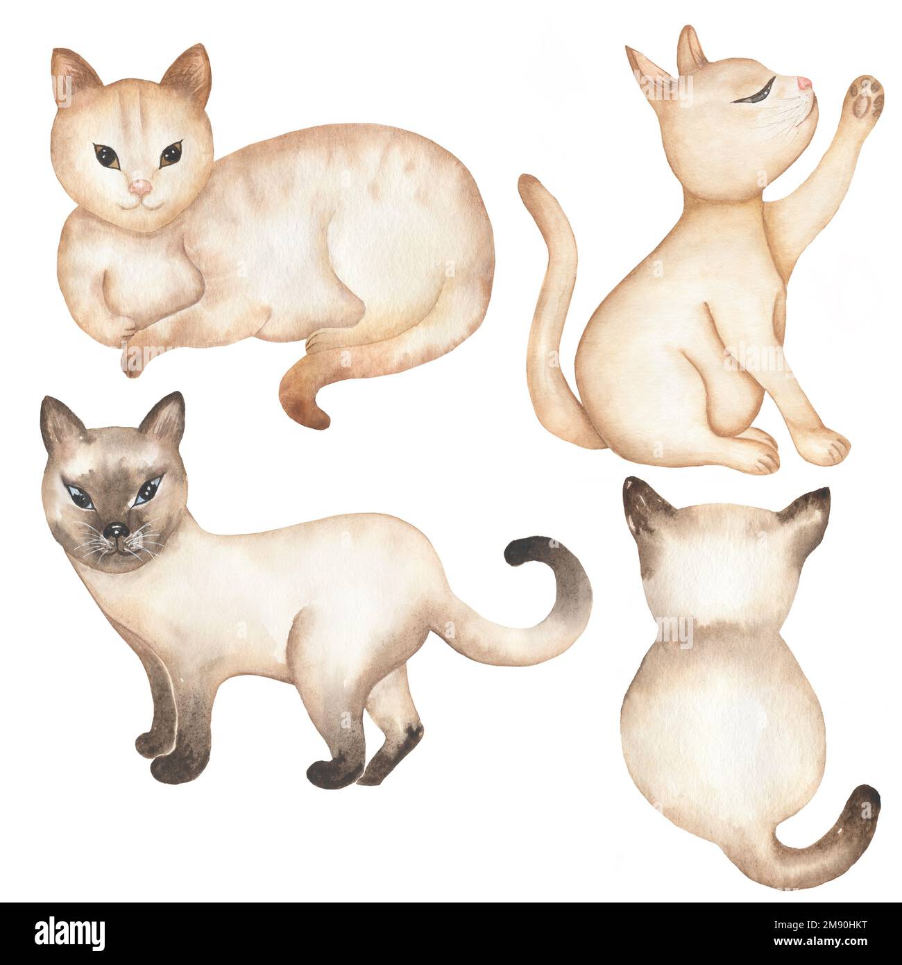 Aquarell Handgemalte Katzen Illustration, Haustiere Clipart, süßes ...