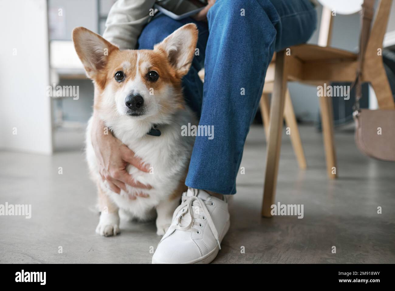 Süßer, flauschiger, reinrassiger welsh pembroke Corgi-Hund, der auf dem ...