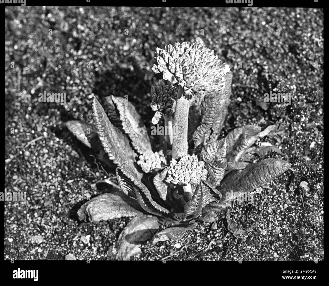 Primula denticulata (Drumstick oder Himalayan Primrose), eine blühende ...