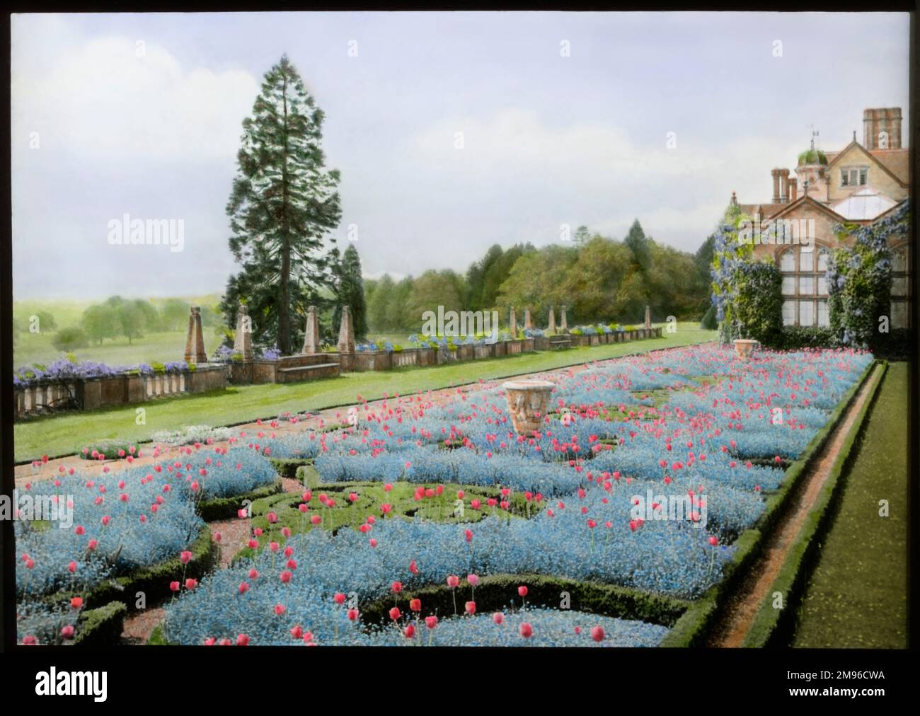 Common garden shrubs -Fotos und -Bildmaterial in hoher Auflösung – Alamy
