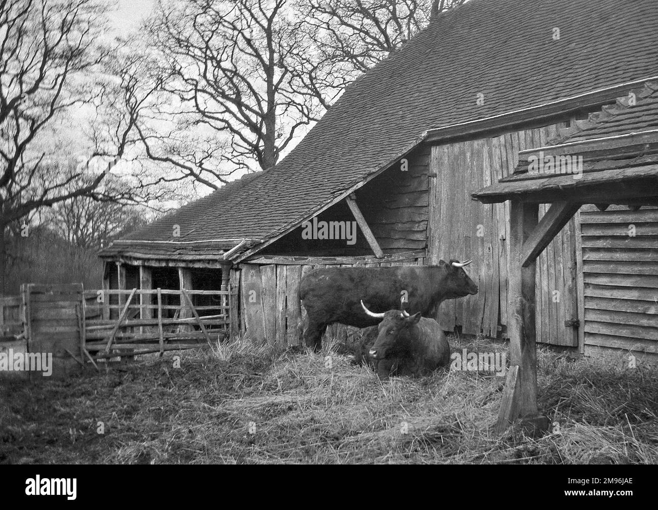 Zwei ochsen -Fotos und -Bildmaterial in hoher Auflösung – Alamy