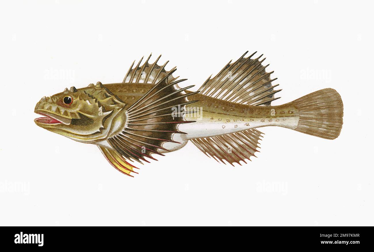 Cottus quadricornis -Fotos und -Bildmaterial in hoher Auflösung – Alamy